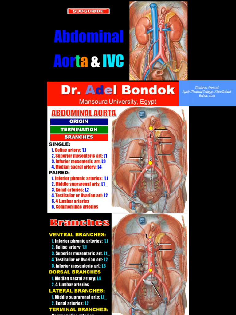 Abdominal Aorta and IVC | PDF