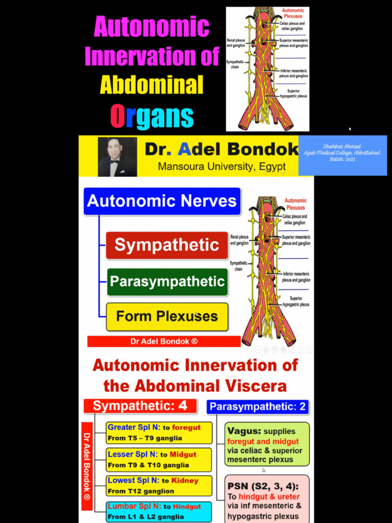Autonomic Innervation of Abdominal Organs | PDF