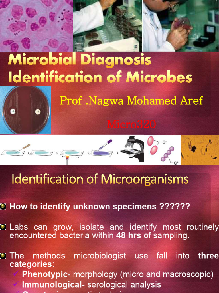 Identification - of - The - Microbes Cours | PDF