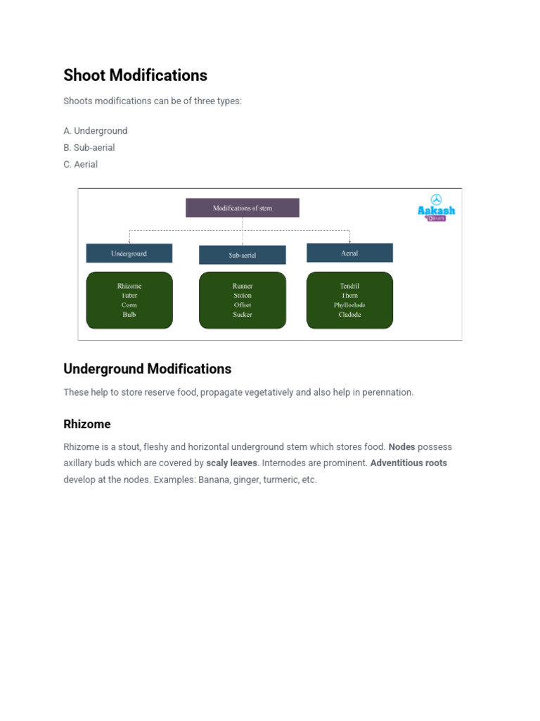 Shoot Modifications | PDF