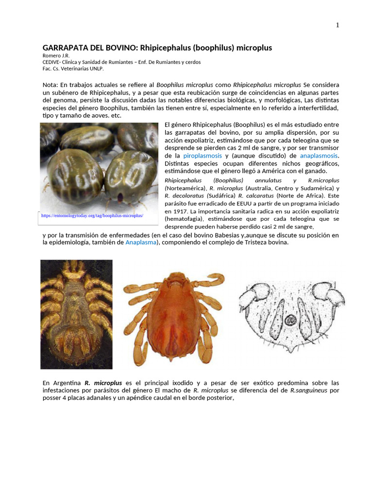 Rhipicephalus Microplus | PDF