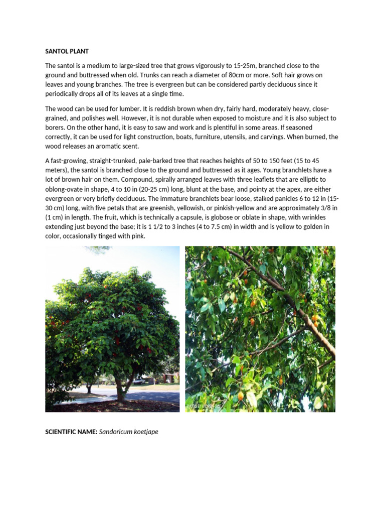 Santol Tree | PDF | Trees | Home & Garden