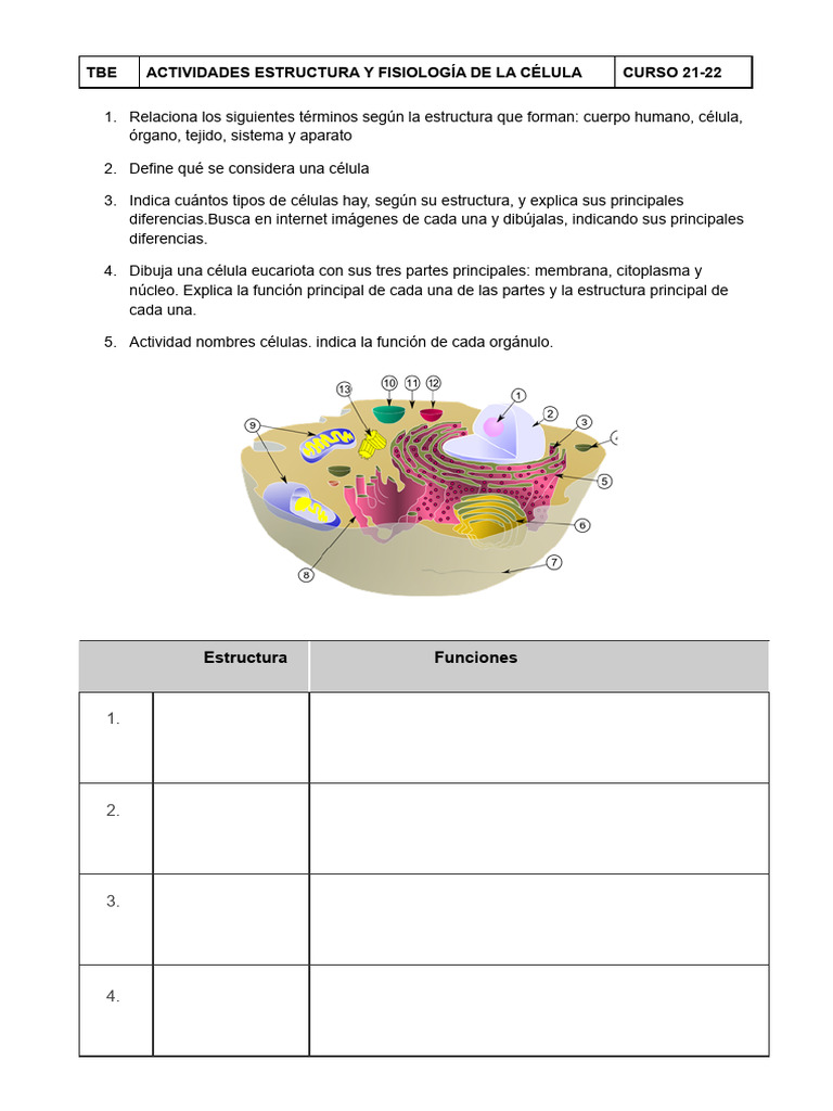 Actividades Repaso La Célula | PDF