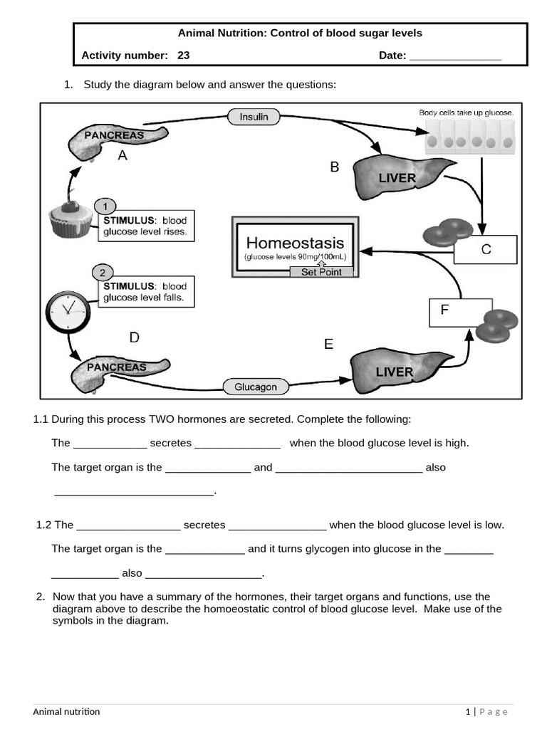 Activity 23 Control of Blood Sugar Levels | PDF