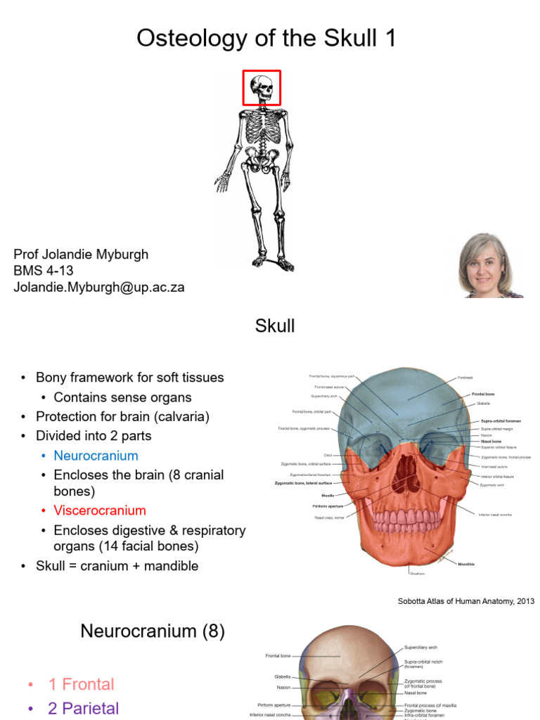 Osteology of Skull 1 | PDF
