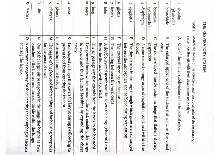 The Respiratory System - Matching | PDF