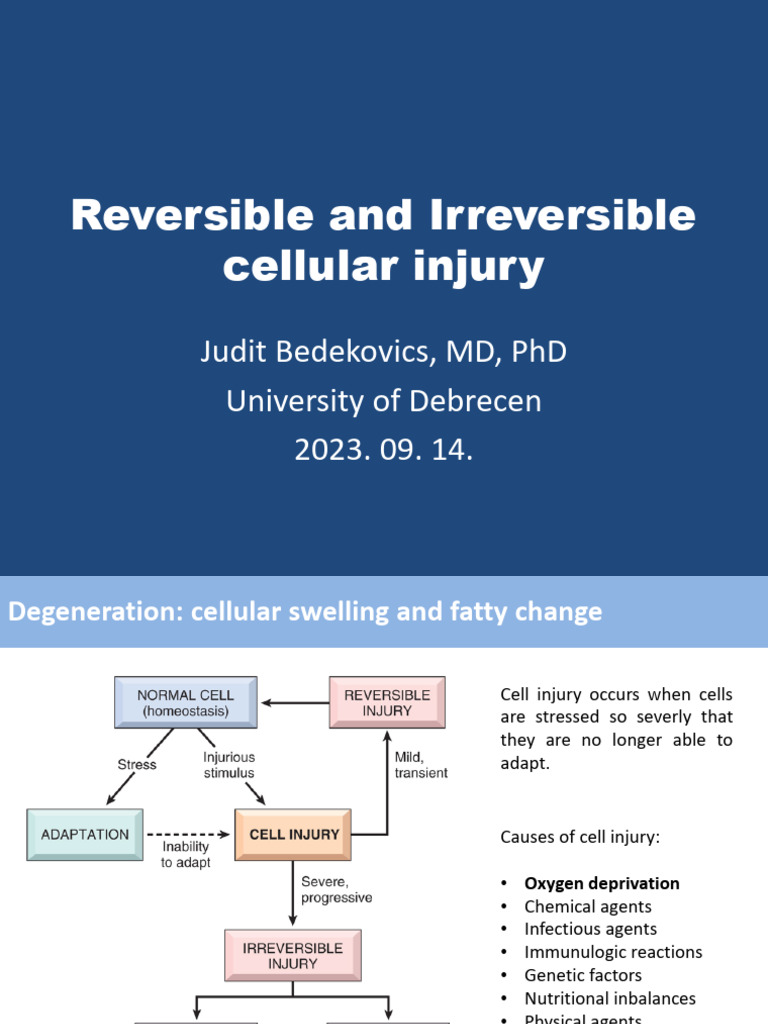 Morphology of The Reversible Cell Injury and Cell Death English | PDF