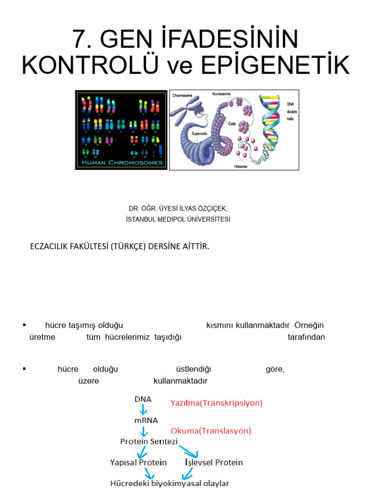Gen Ifadesinin Kontrolü, Epigenetik Ve Epigenom | PDF
