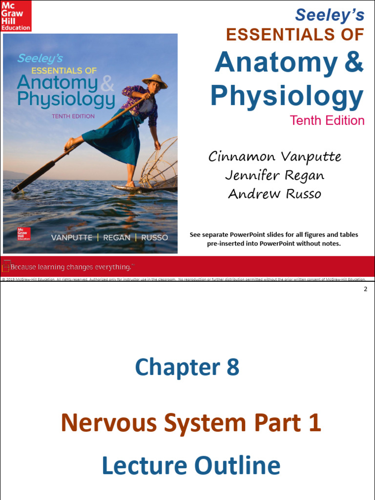 Seeley 17 Nervous System | PDF