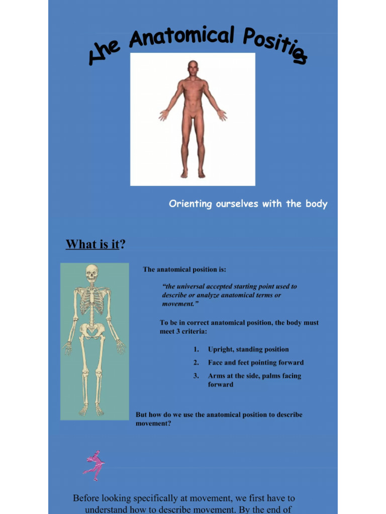 Anatomical Positions | PDF