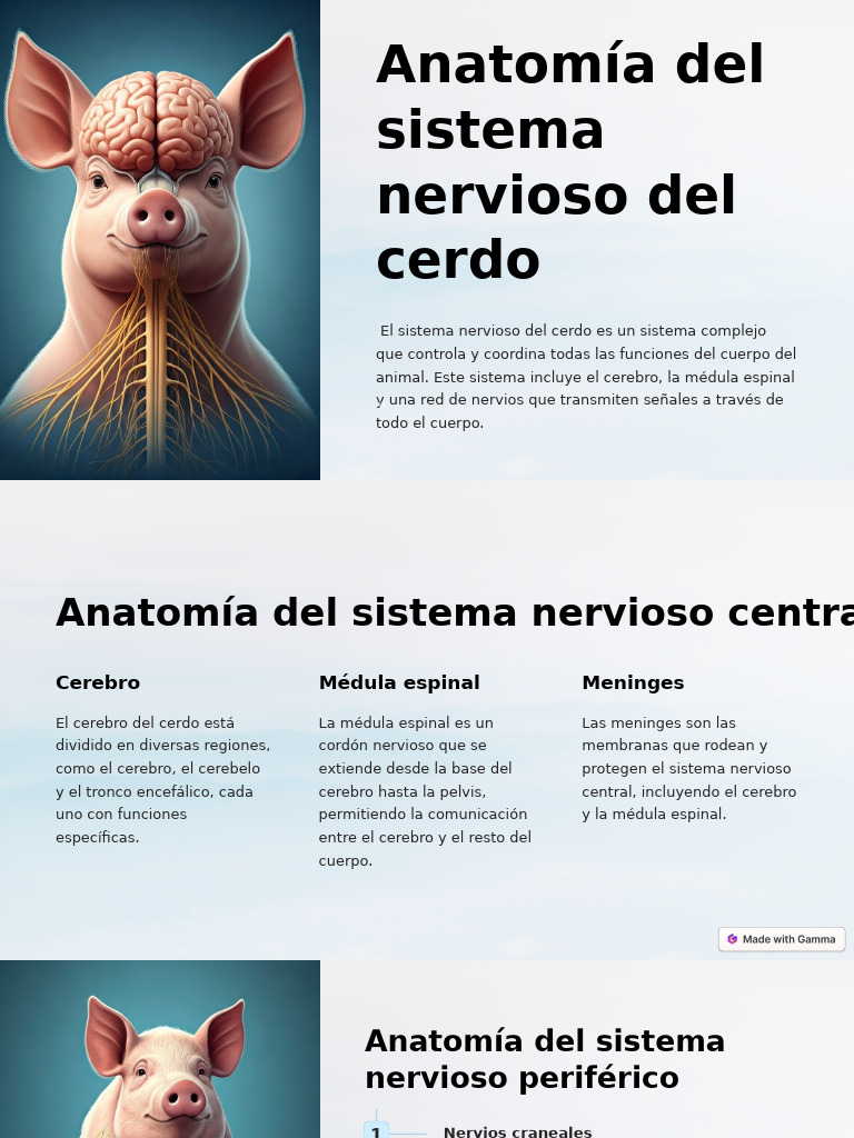 Anatomia Del Sistema Nervioso Del Cerdo | PDF
