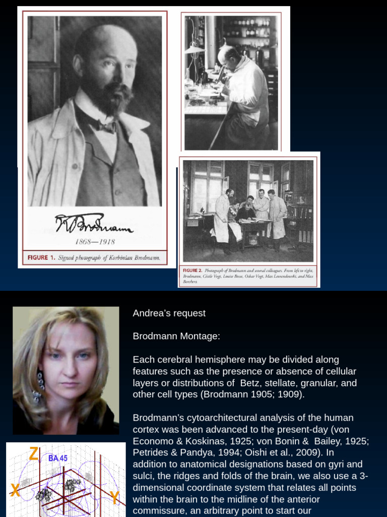 Brodman Areas | PDF