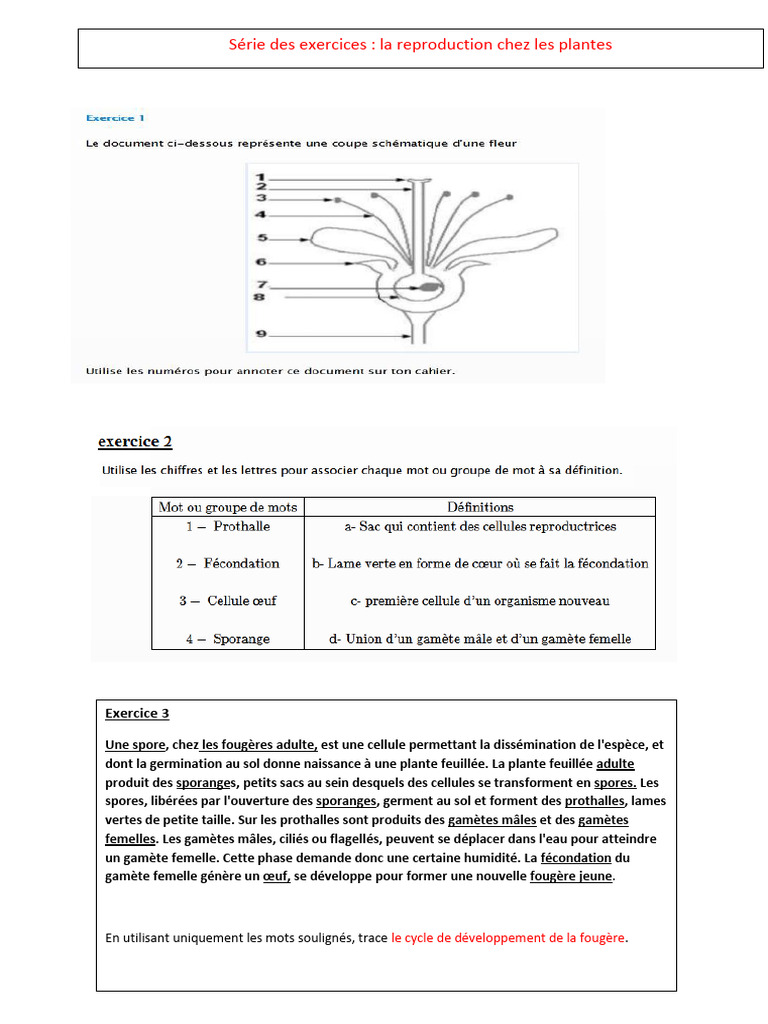 Exercices La Reproduction Chez Les Plantes | PDF
