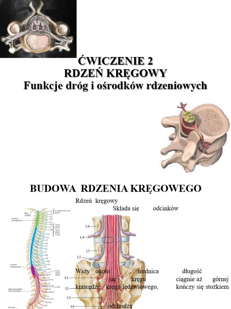 Rdzen Kregowy | PDF