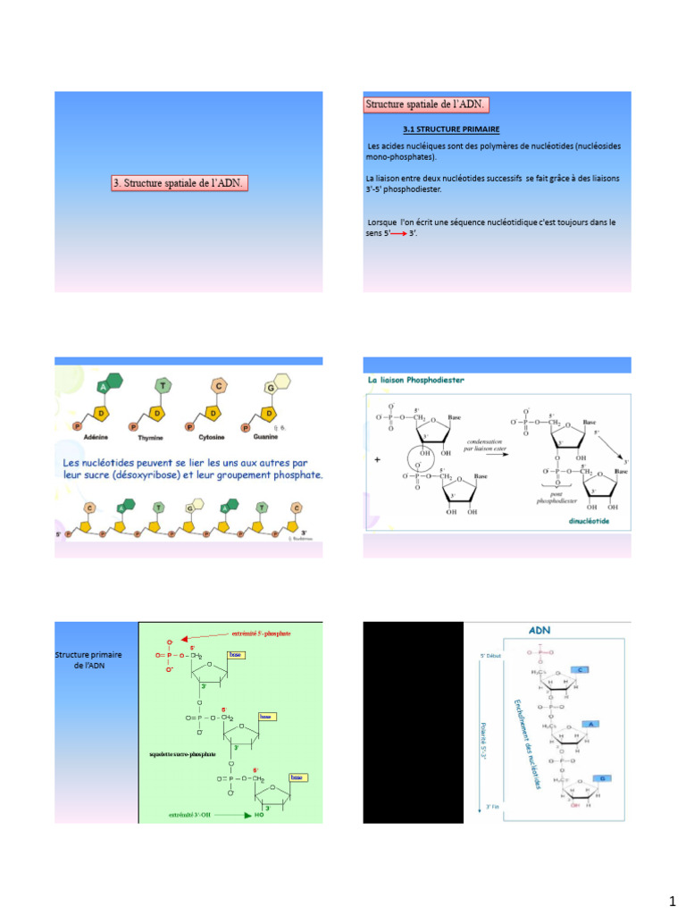 Cours 03 Structures Et Propriétés de l'ADN | PDF