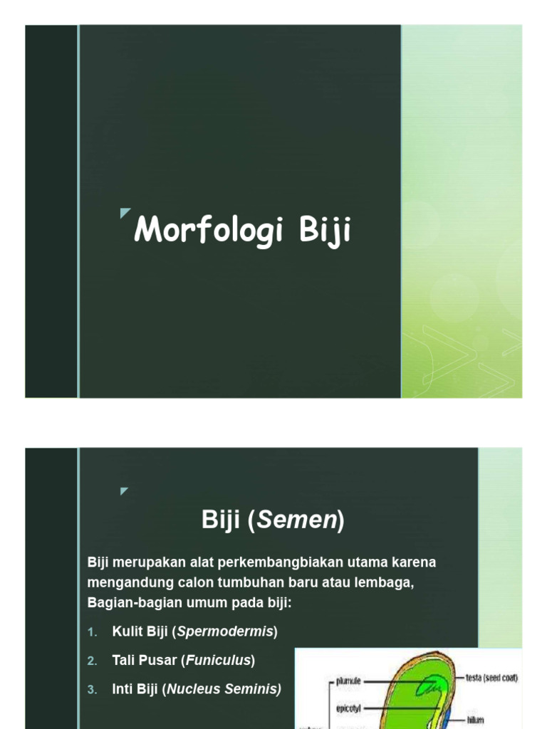Morfologi Biji | PDF