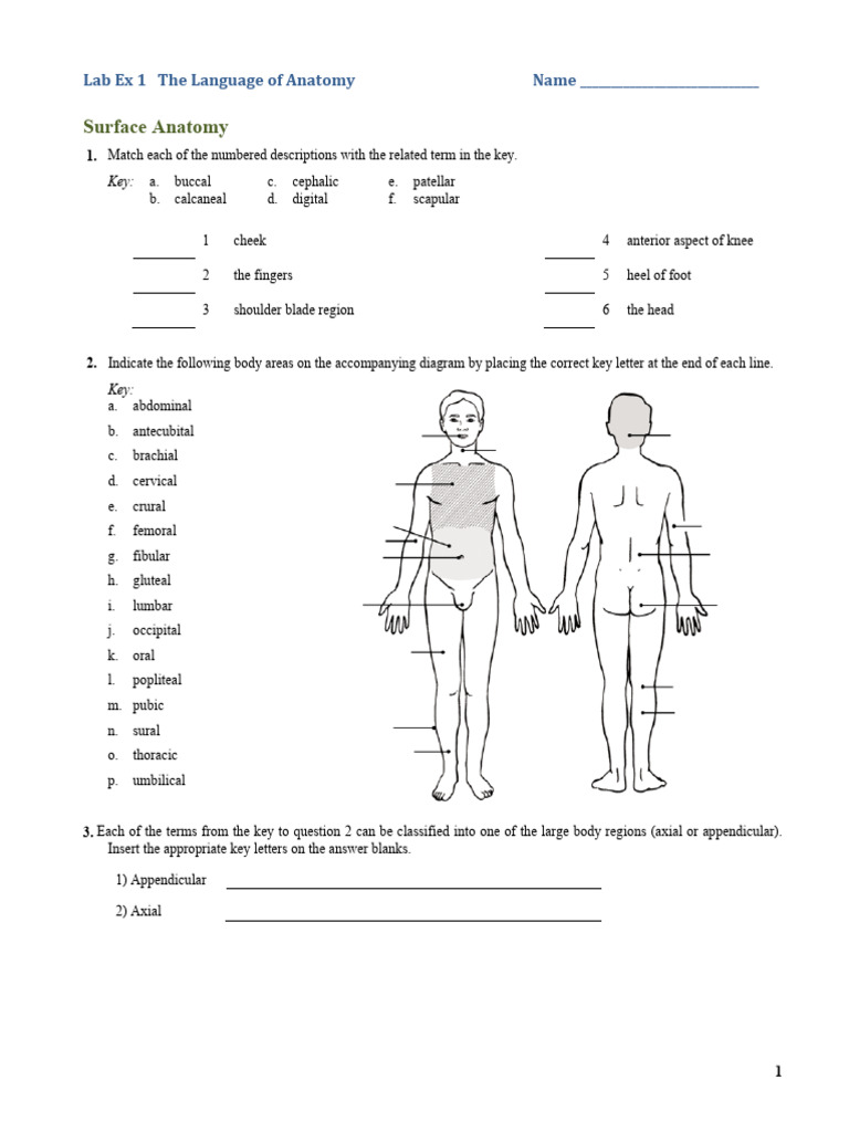 Lab EX 1 Language of Anatomy | PDF