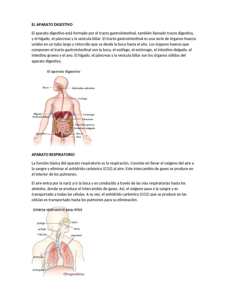 El Aparato Digestivo | PDF