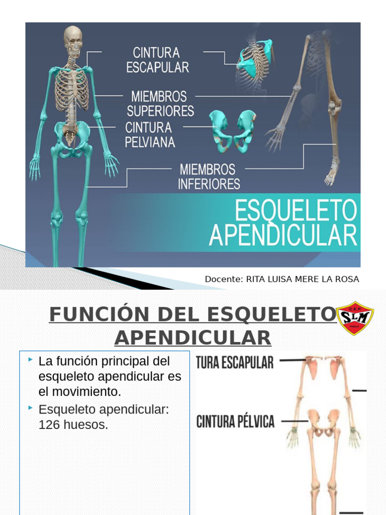 Esqueleto Apendicular | PDF