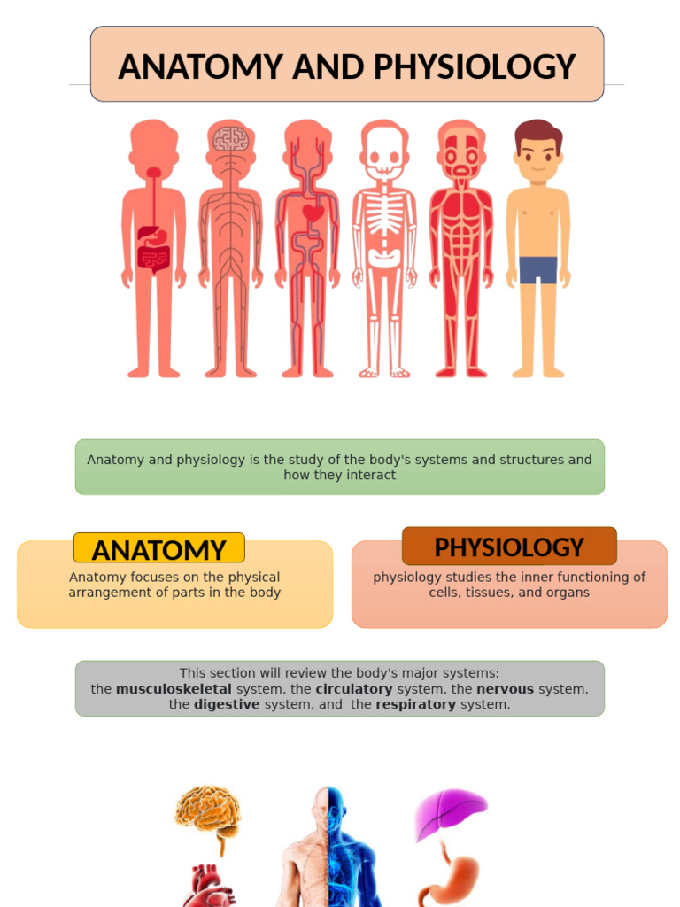 Anatomy and Physiology | PDF | Respiratory Tract | Wellness
