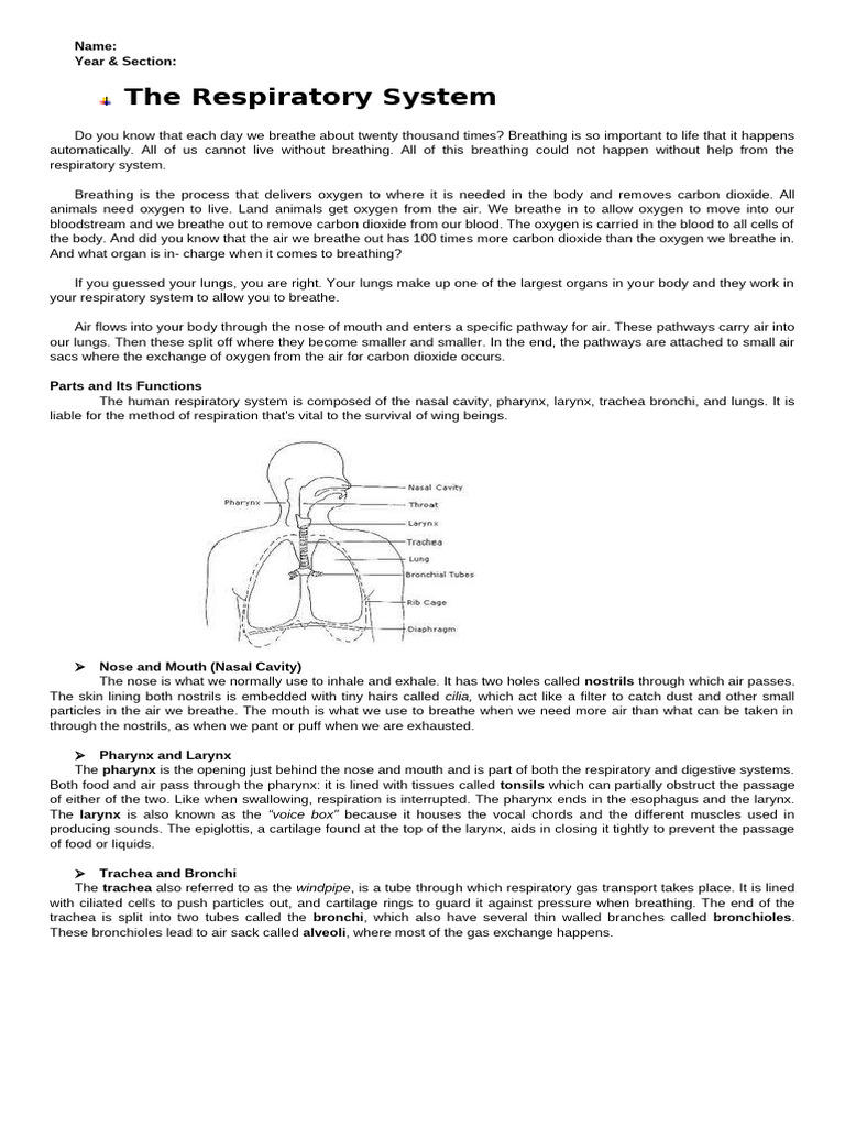 Respiratory System | PDF