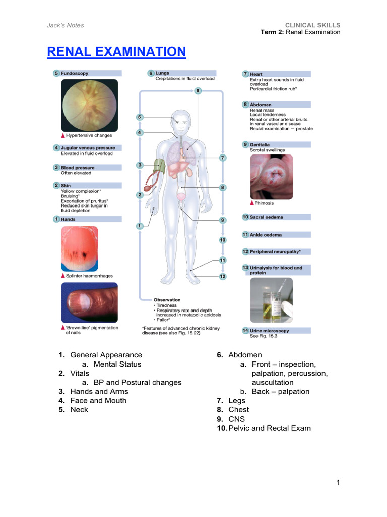 4 Renal Examination Notes | PDF | Kidney | Anatomical Terms Of Motion