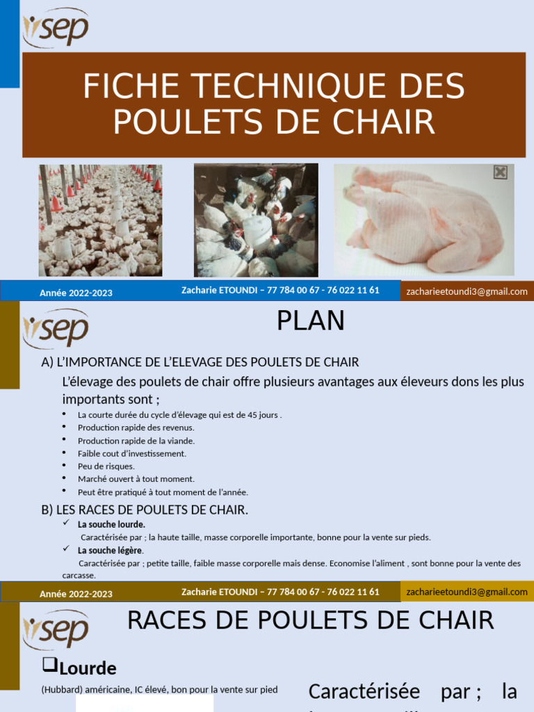 Fiche Technique Poulets de Chairs | PDF | Bétail | Industrie alimentaire