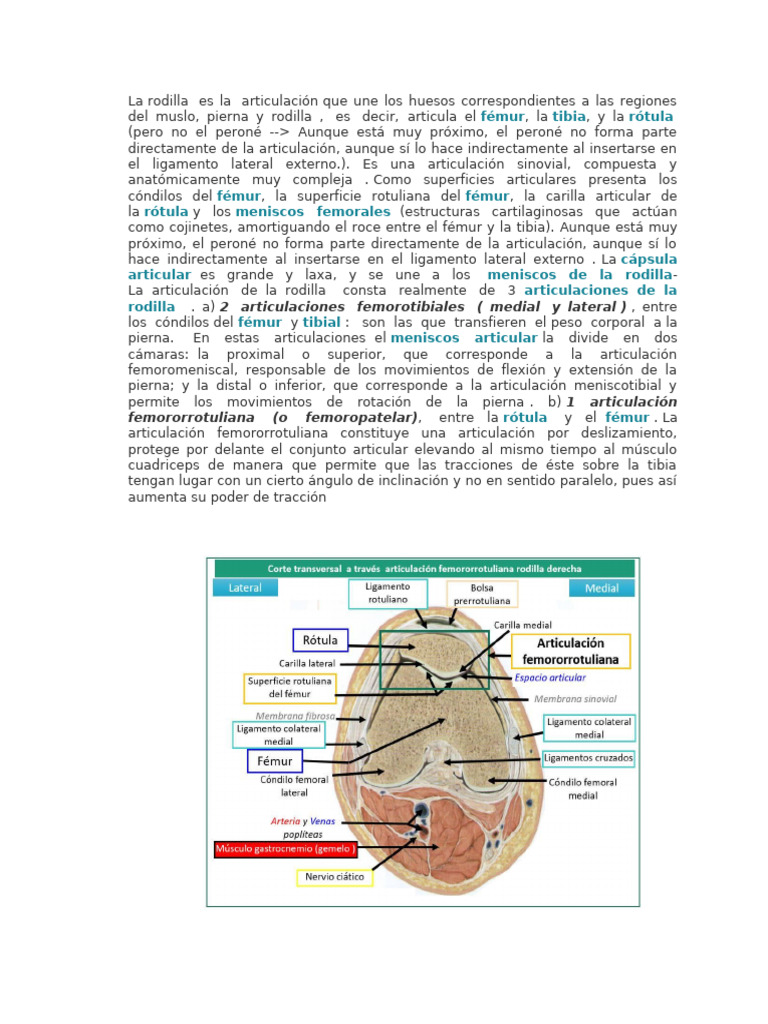La Rodilla Anatomia | PDF | Rodilla | Articulación