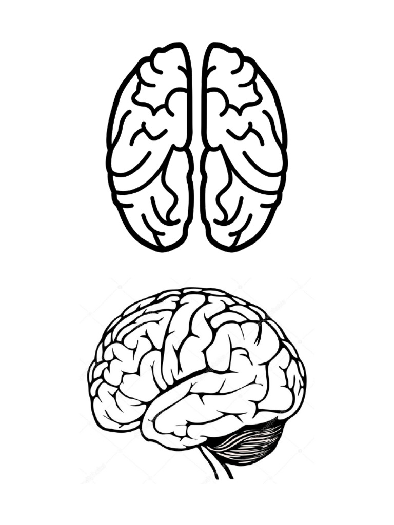 CEREBROS | PDF