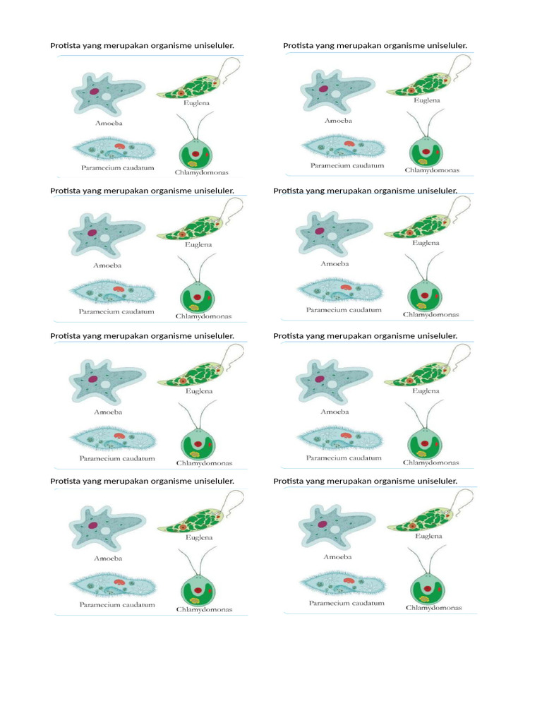 Gambar Protista | PDF