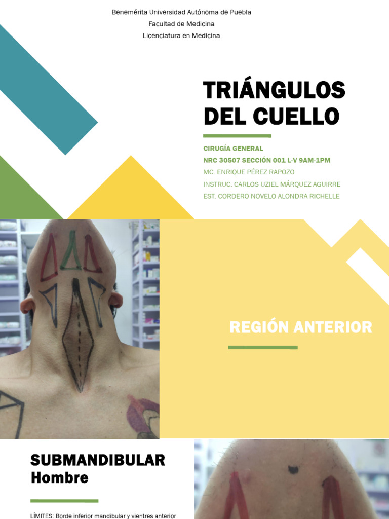 Tarea 6. Triángulos Del Cuello. CNAR | PDF