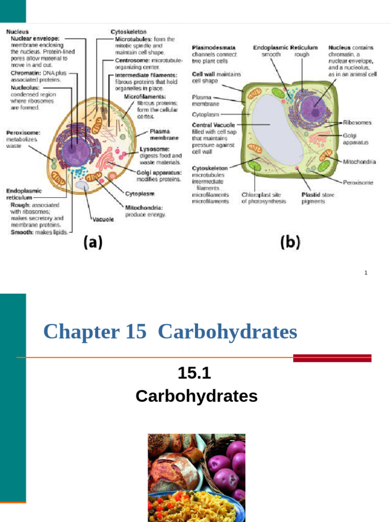 15.1 Carbohydrates | PDF