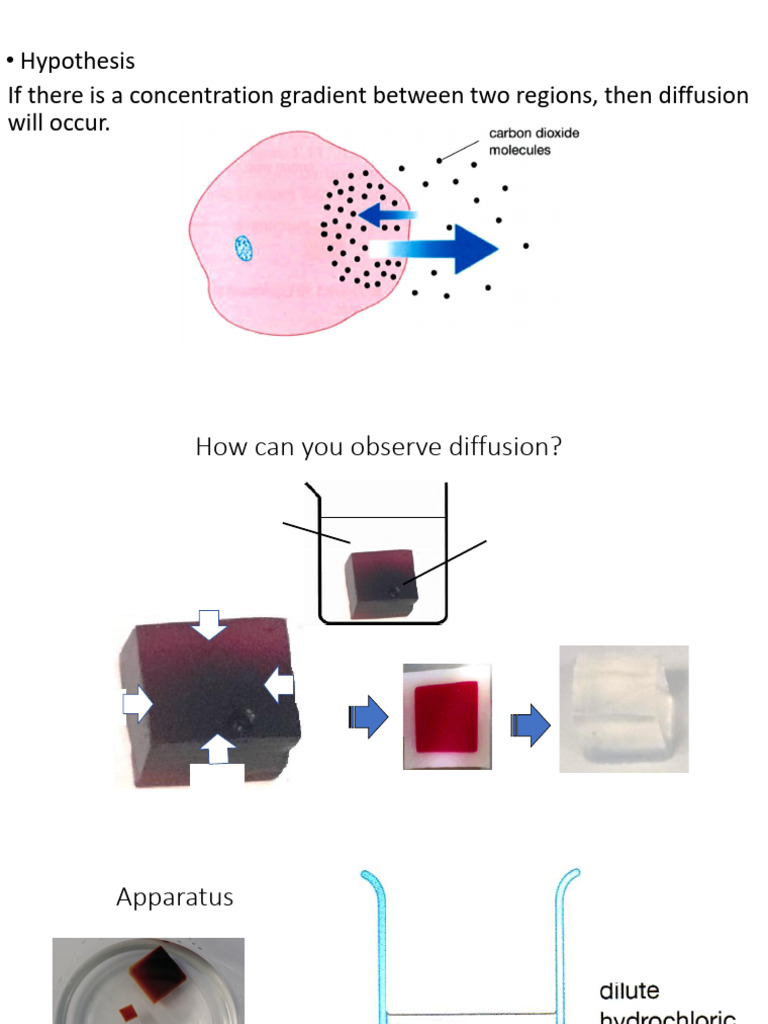 Sec 3 Biology Practical (Diffusion & CO2 in Breathed Air) August ...