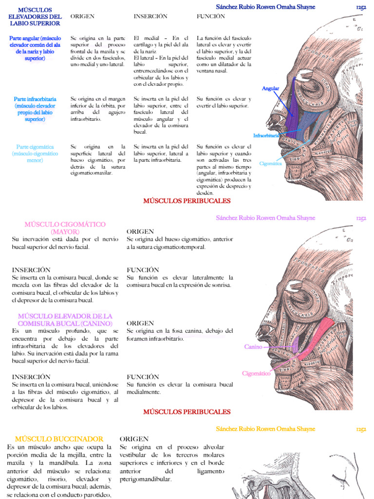 Músculos de La Expreción Facial - Peribucales - Sánchez Rubio | PDF ...
