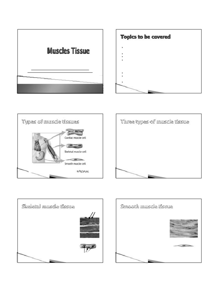 Muscle Presentation Lecture1 | PDF | Muscle | Muscle Contraction
