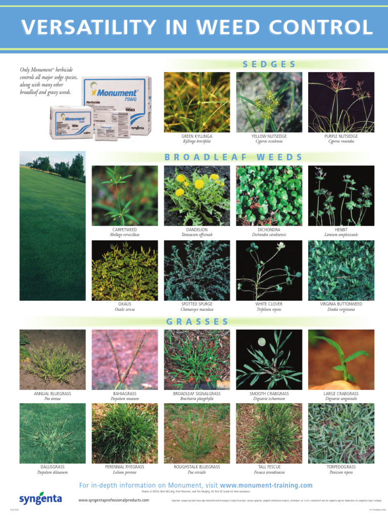 MMT Weed Poster | PDF