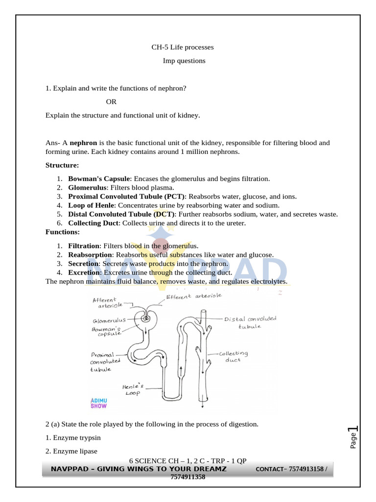 CH 5 CLASS 10 IMP QUESTIONS | PDF