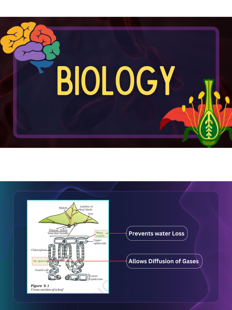 All Important Diagrams Class 10 USP | PDF