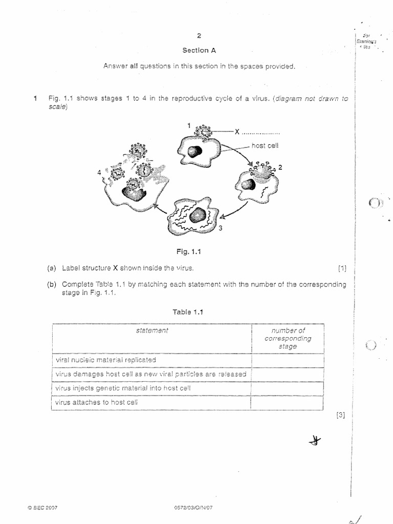 Bgcse Biology Paper 3 2007_opt | PDF Bgcse Biology Paper 3 2007_opt | PDF