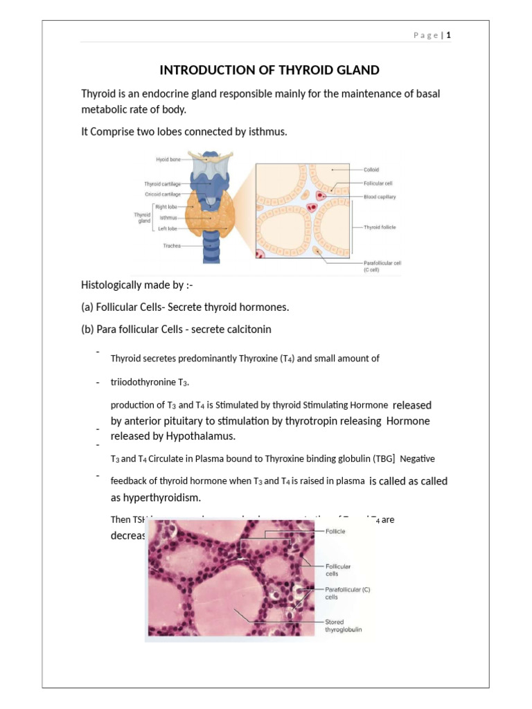 Thyroid | PDF