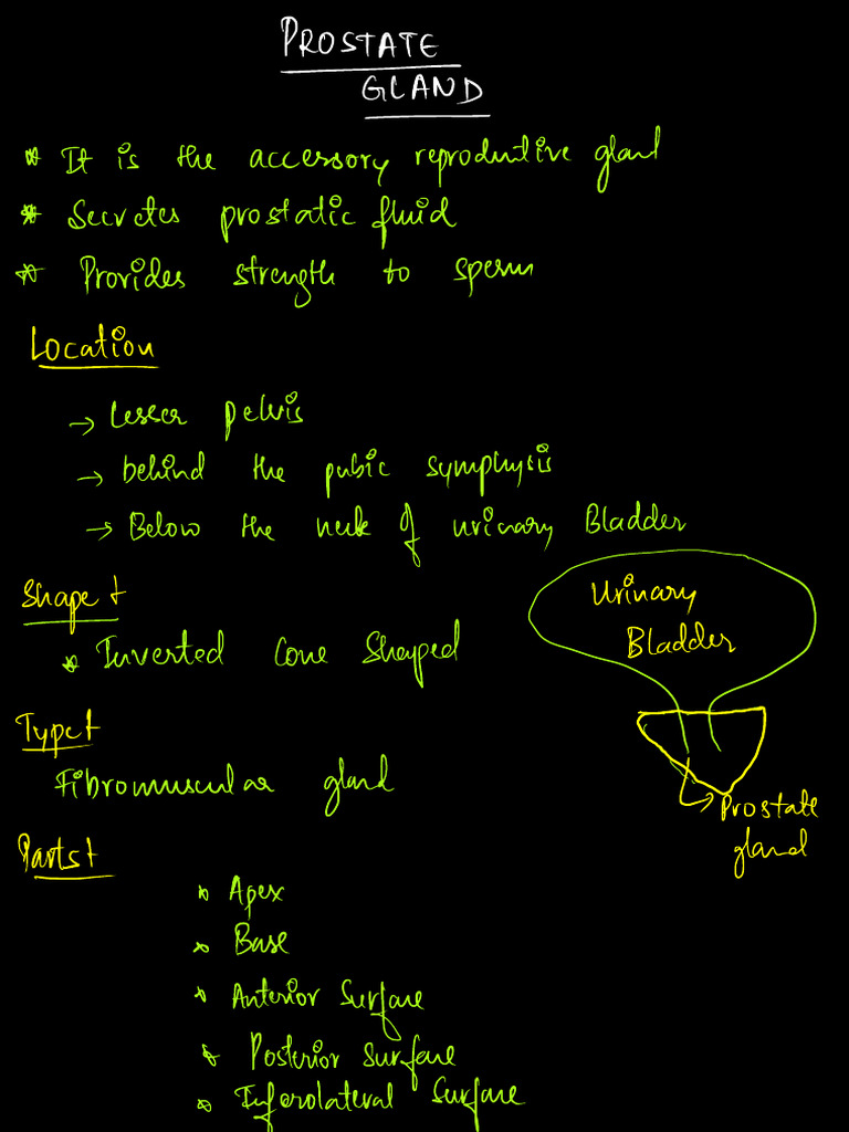 Prostate Gland | PDF
