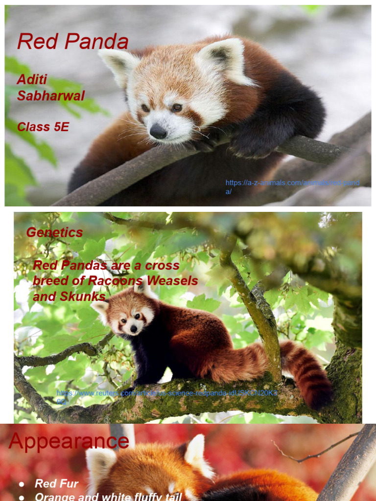 Red Panda (PPT School) | PDF