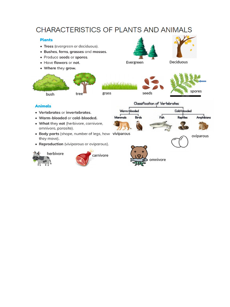 characteristics plants and animals summary 3º | PDF