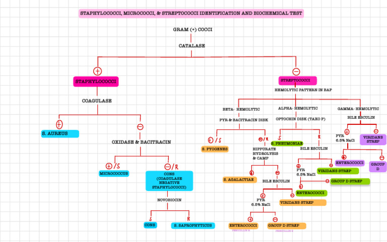 Staph & Strep Biochem Tests and Id | PDF | Staphylococcus | Streptococcus