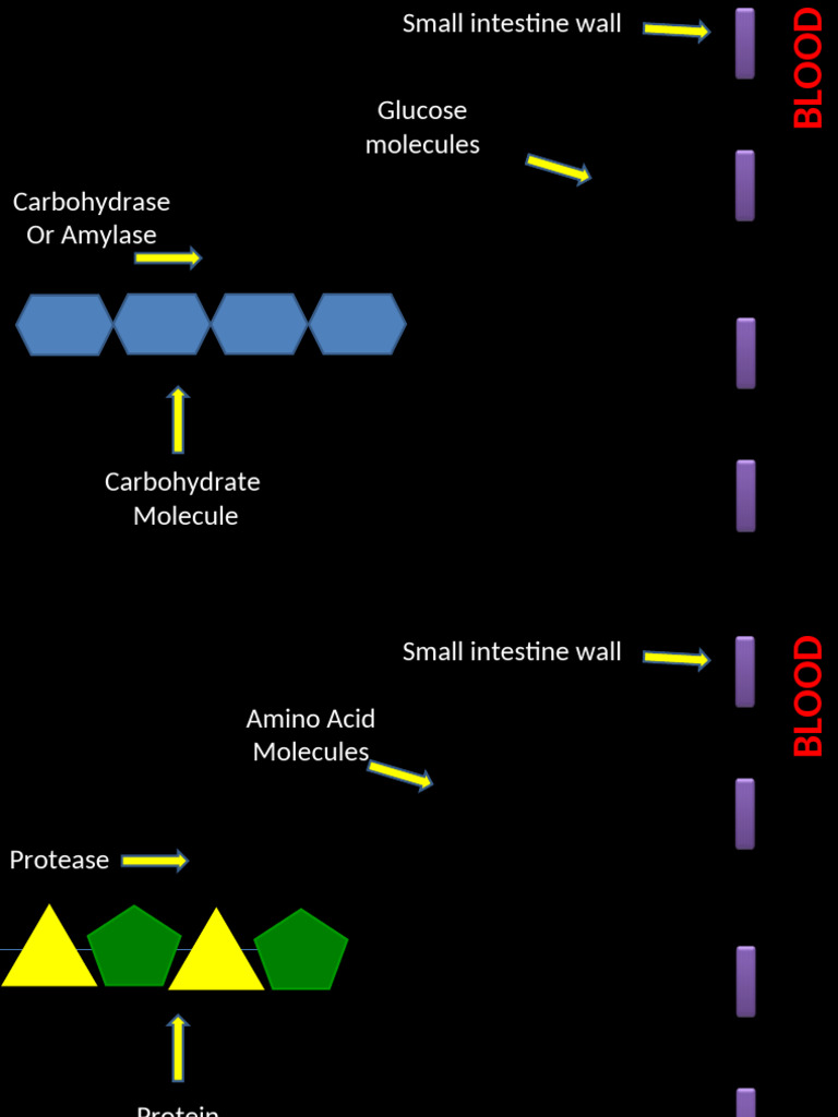 enzyme_animation | PDF