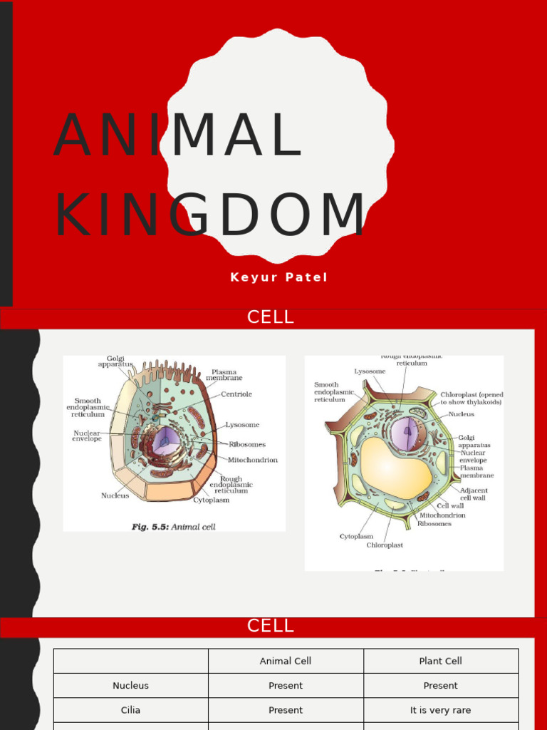 Animal Kingdom Keyur | PDF