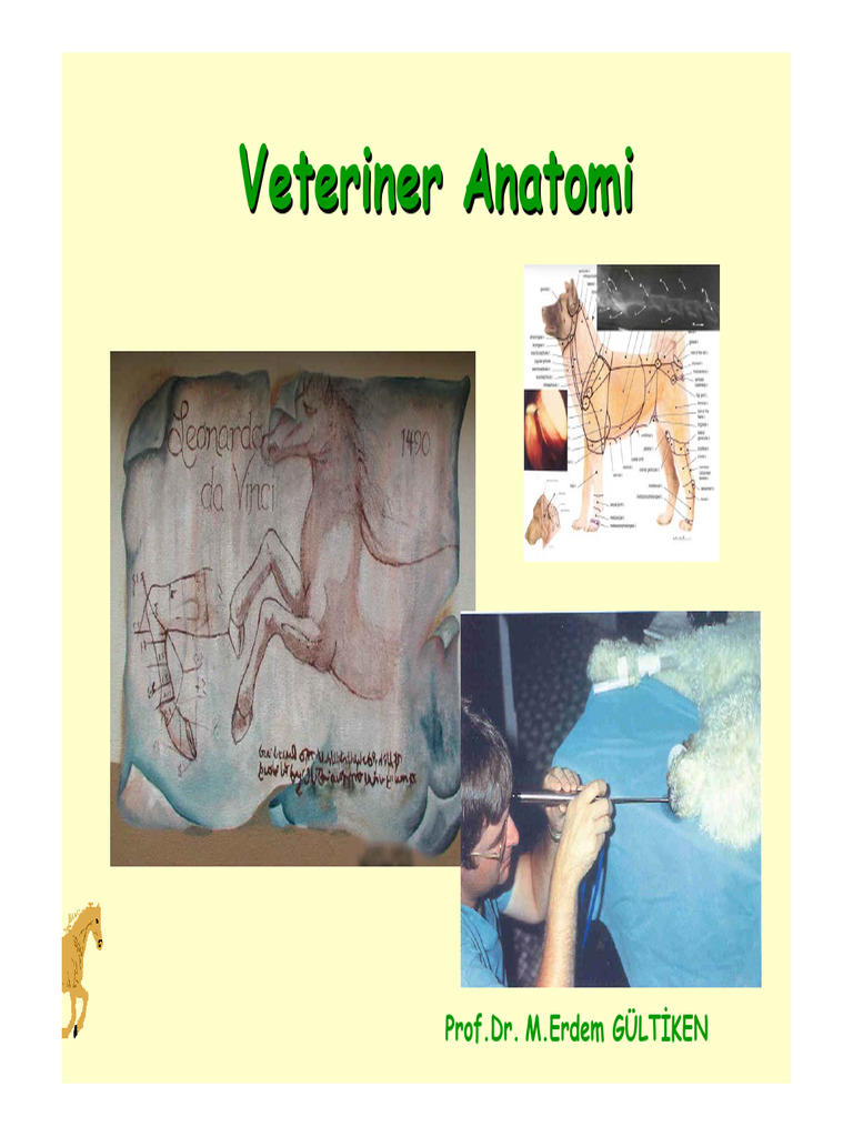 Sceleton Axiale I | PDF