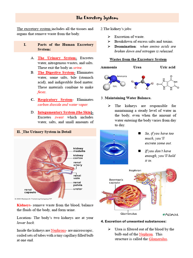 EXCRETORY REPRODUCTIVE SYSTEM NOTES | PDF