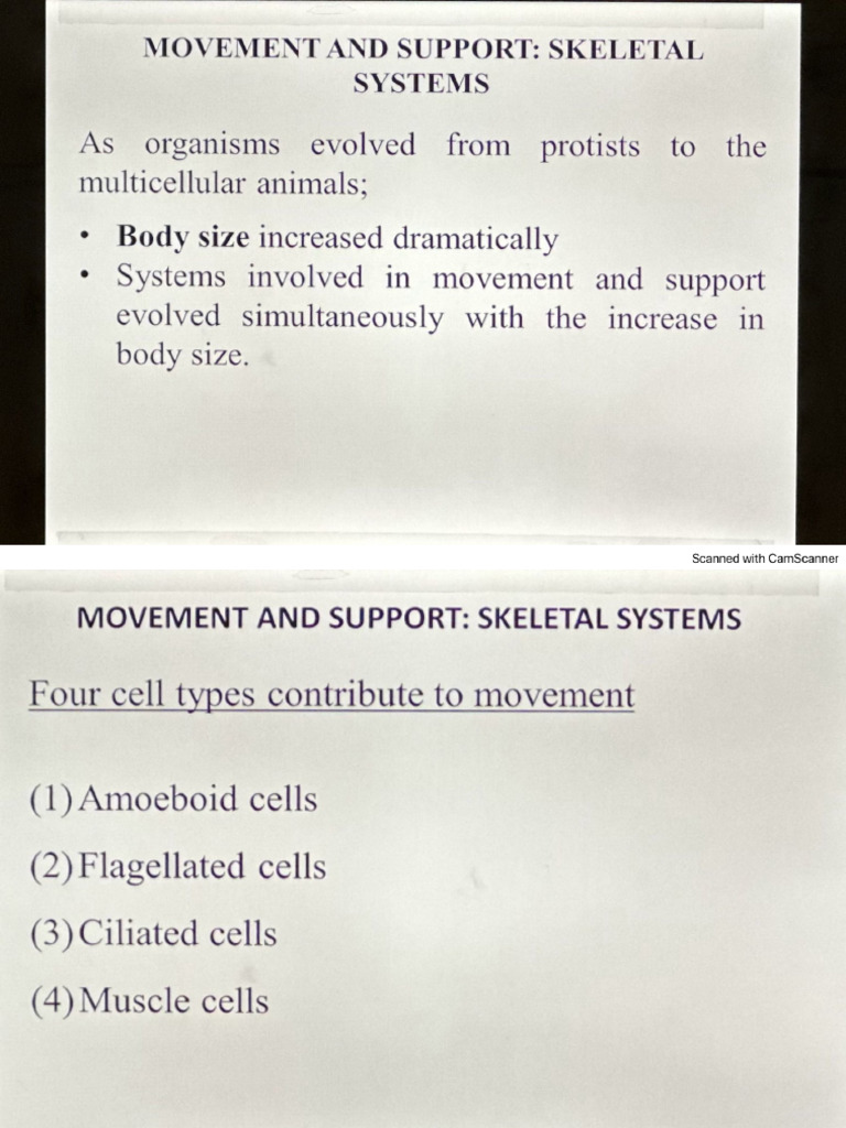 Animal Form 2 | PDF
