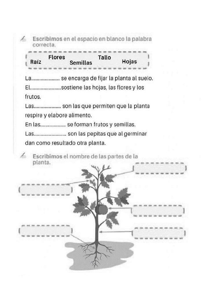 Ficha de Las Plantas y Sus Partes | PDF